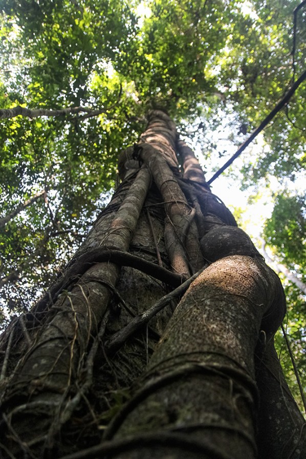 Tapiche Reserve: Day Two – Birds of the Air