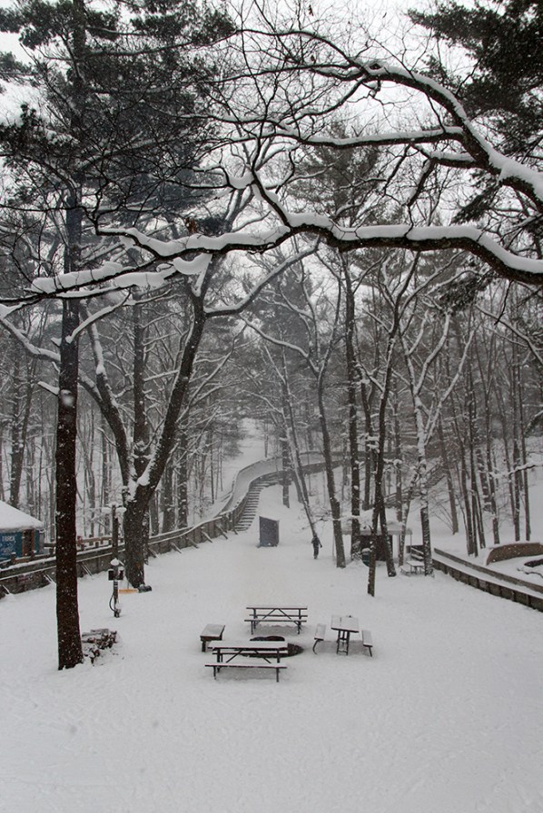 Snapshots of Winter – Birds of the Air