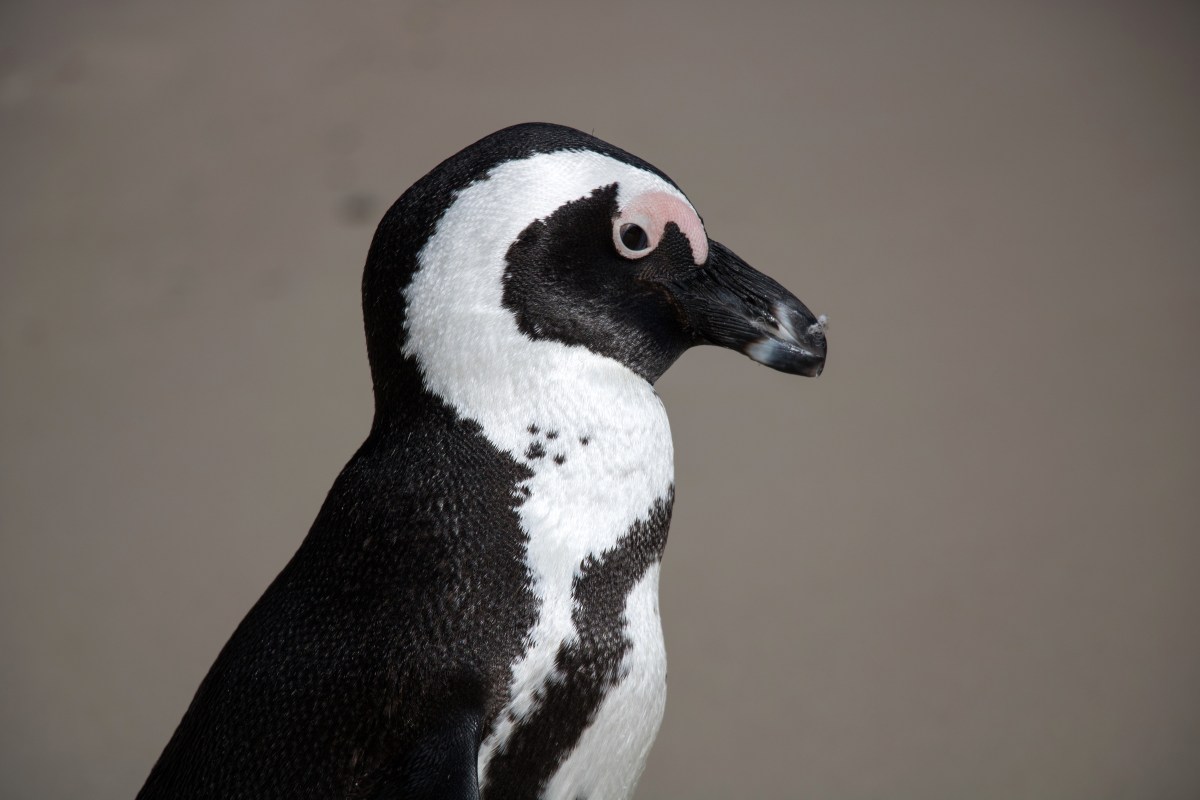 Close Encounters of the Bird Kind – Birds of the Air