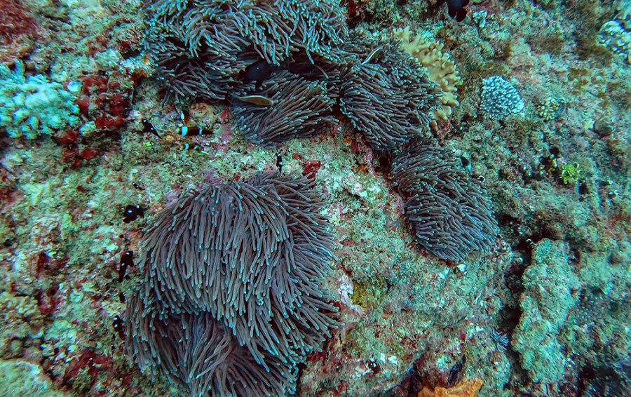 Diving into Mombasa
