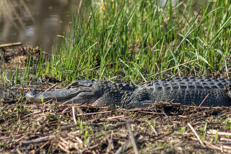 Swamp Creatures