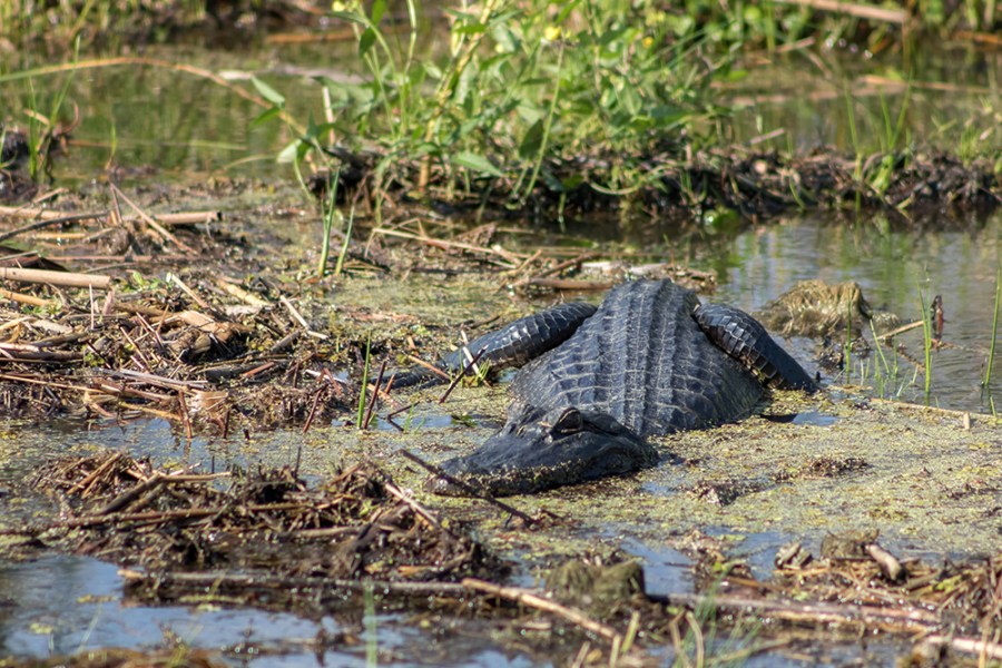 Swamp Creatures – Birds of the Air