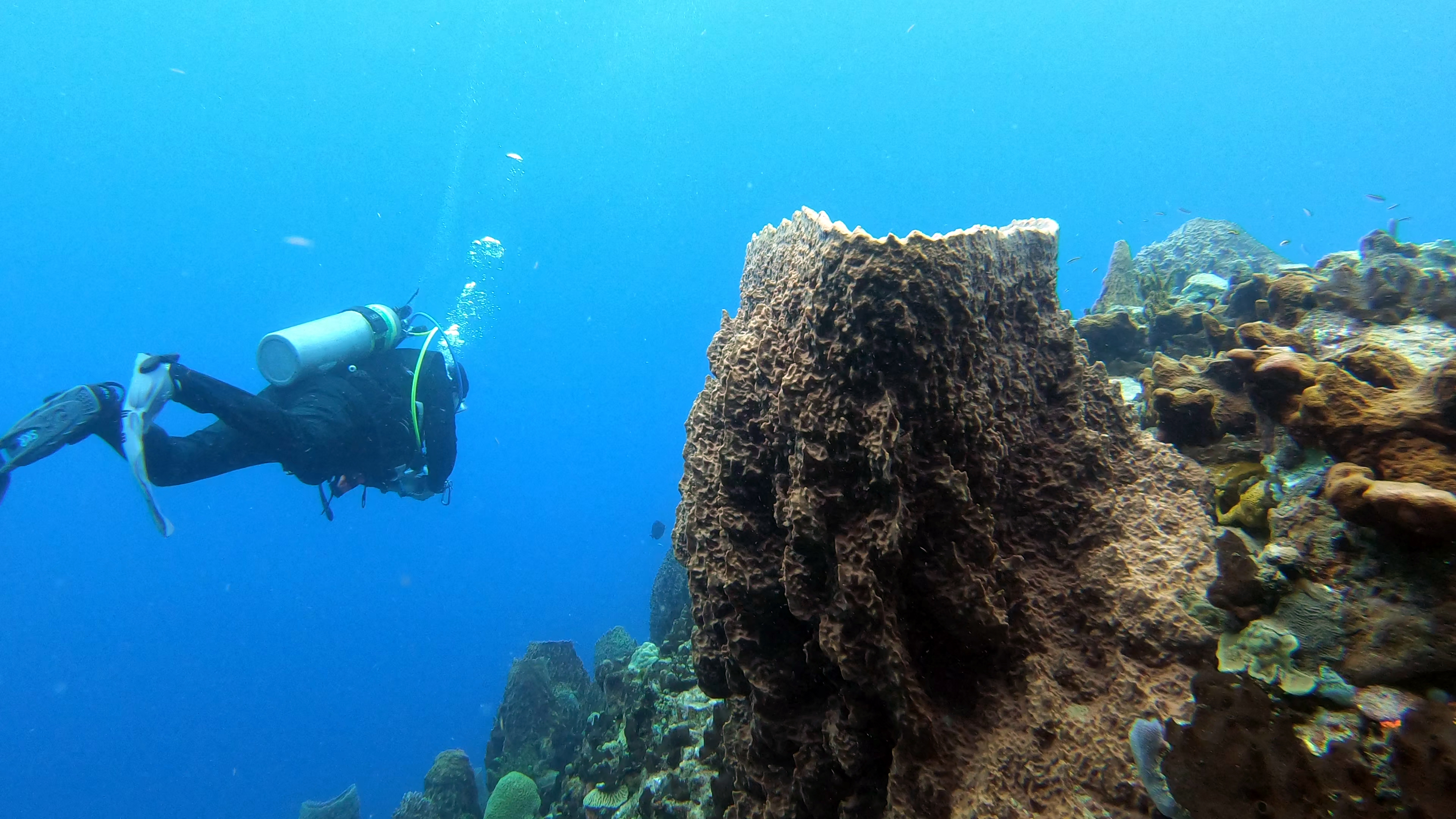 Diving Dominica