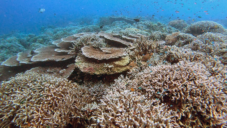 Shimmering Shoals – Birds of the Air