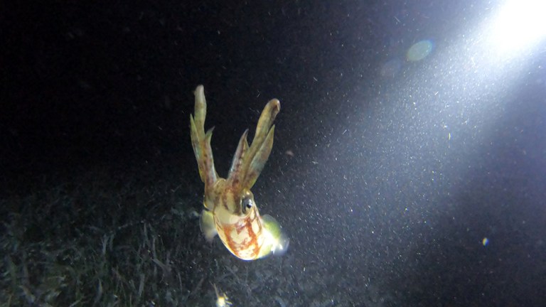 Diving Deeper – Birds of the Air