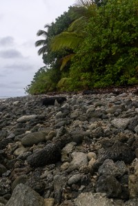 Marooned in the Marshall Islands – Birds of the Air