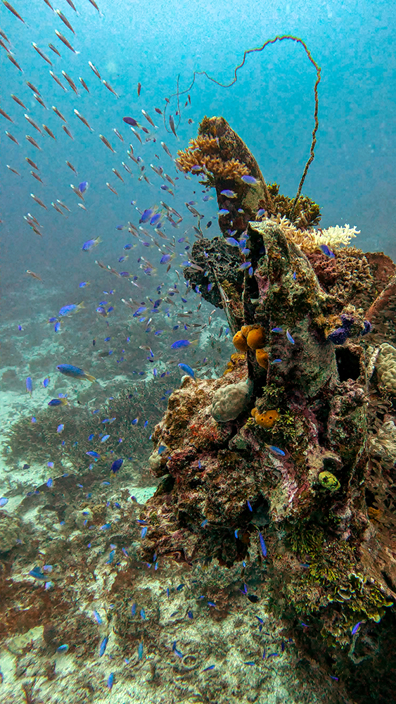 Diving into History
