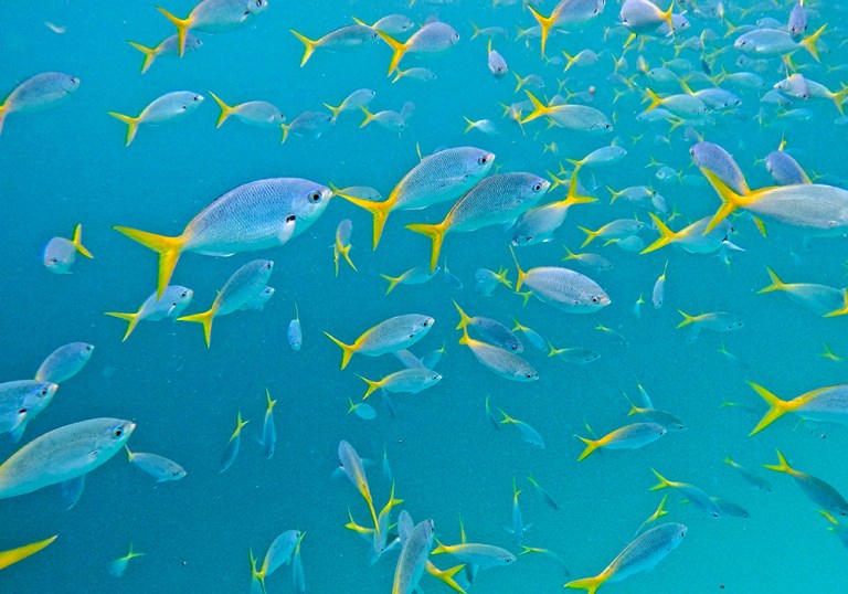 Swimming in a Fishbowl – Birds of the Air