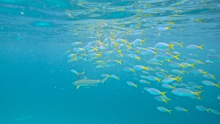 Swimming in a Fishbowl – Birds of the Air