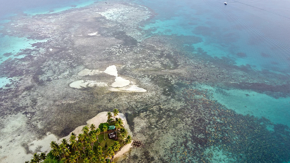 Diving into History – Birds of the Air