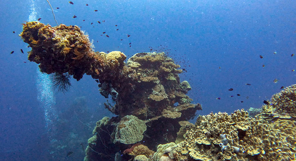 Diving into History