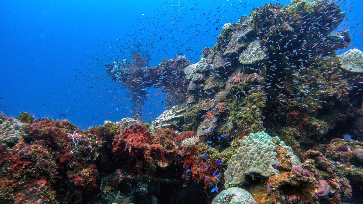 Diving into History – Birds of the Air