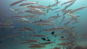 Riding the Current – Birds of the Air