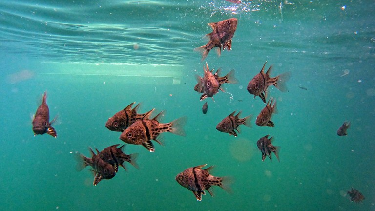 Swimming in a Fishbowl – Birds of the Air