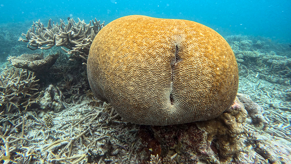 Swimming in a Fishbowl – Birds of the Air