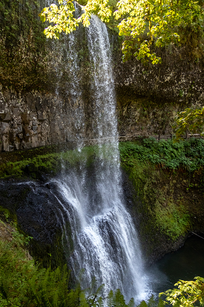 Falling for Oregon – Birds of the Air
