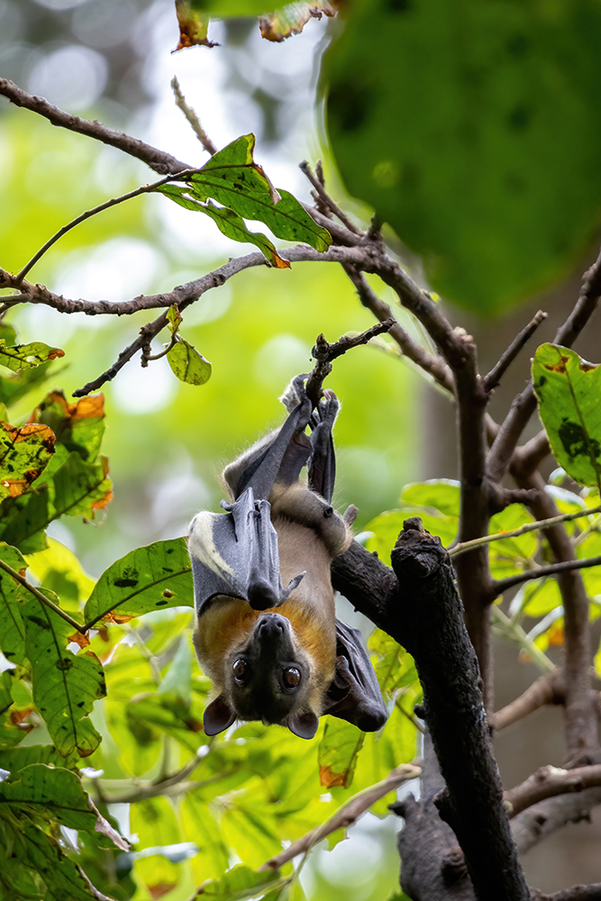 Meandering Through Maputo